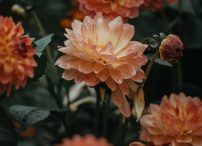 The ROSE Way Planning- Pedagogy that’s OUT OF THE BOX! - The ROSE Way